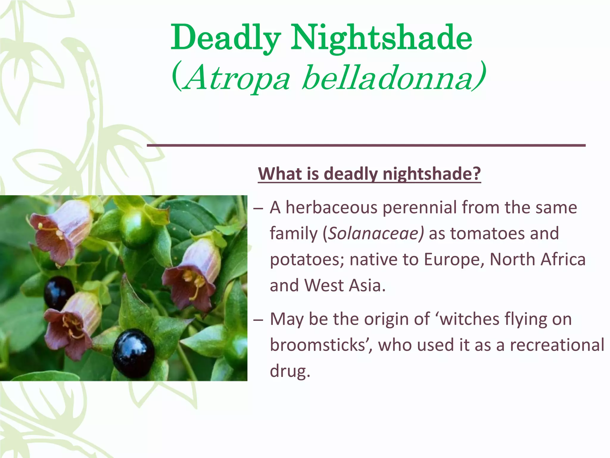 Plants & potions presentation final (2) (1) | PPTX