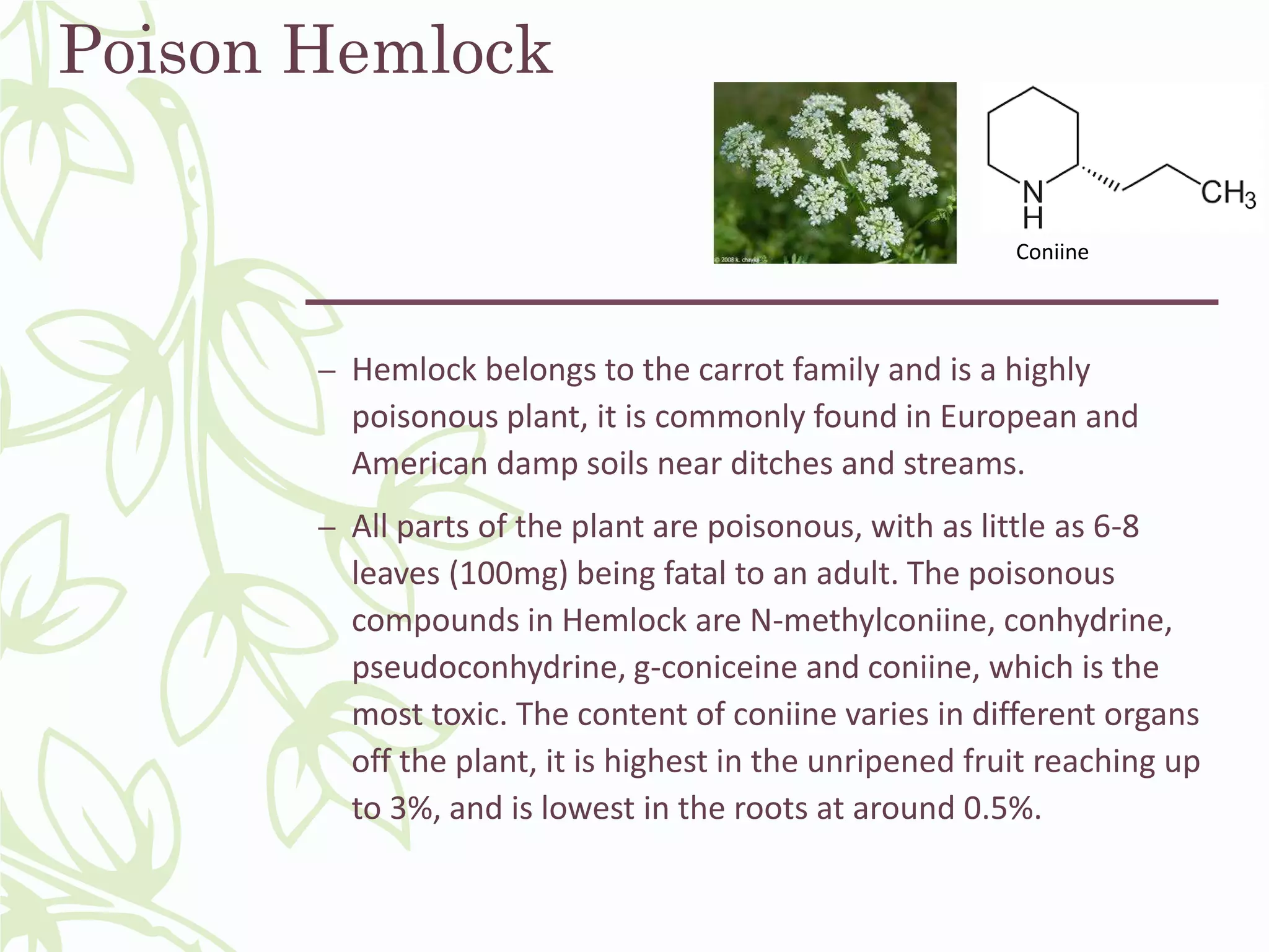 Plants & potions presentation final (2) (1) | PPTX