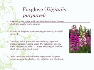 Plants & potions presentation final (2) (1) | PPTX | Herbs and ...