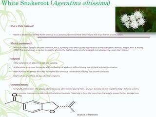 Plants & potions presentation final (2) (1) | PPTX