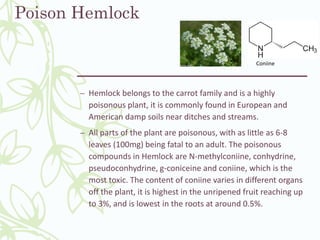 Plants & potions presentation final (2) (1) | PPTX