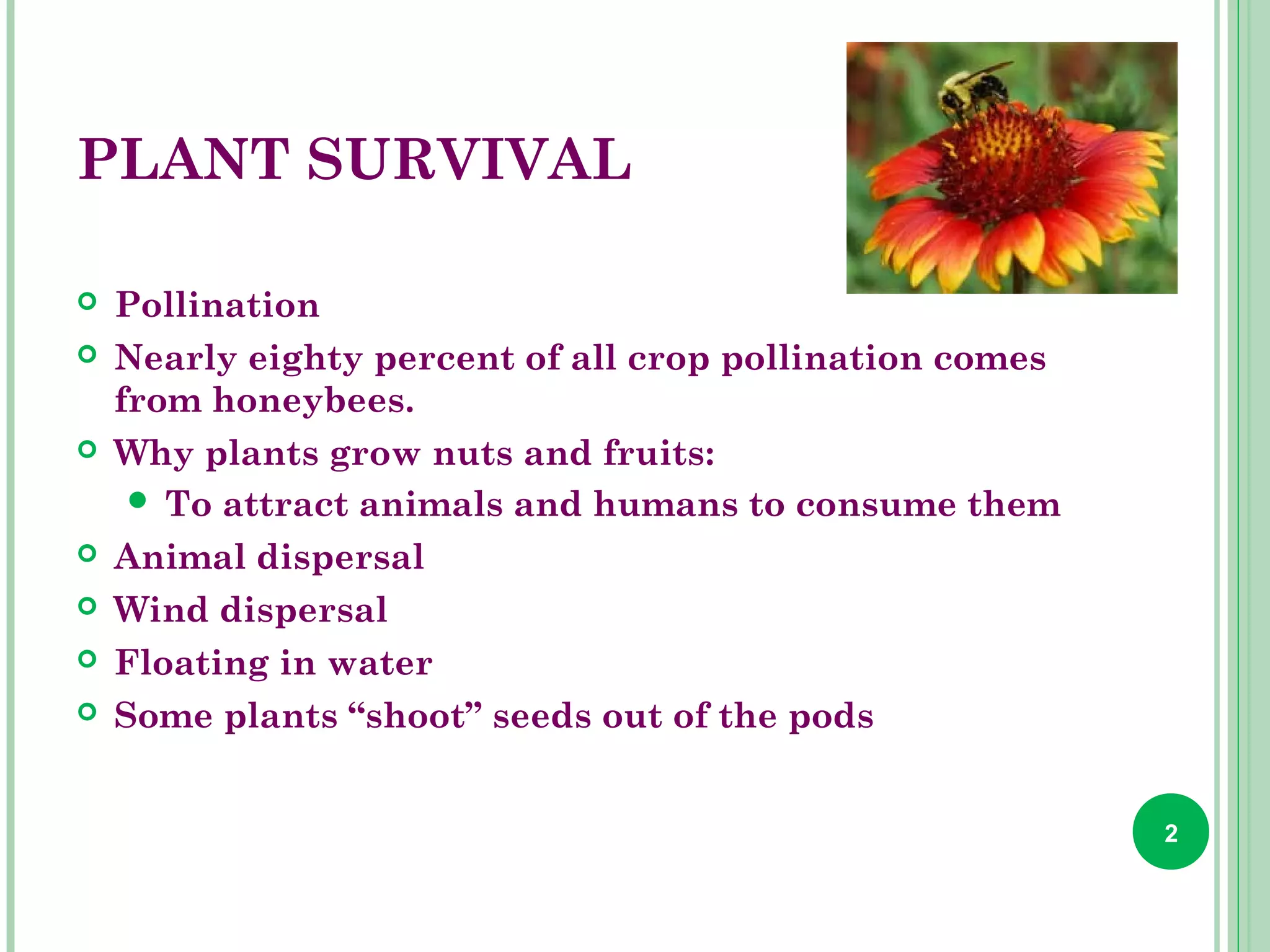 Plants and their many uses | PPT