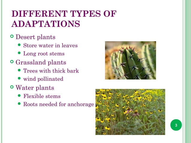 Plants and their many uses | PPT