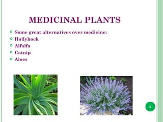 Plants and their many uses | PPT