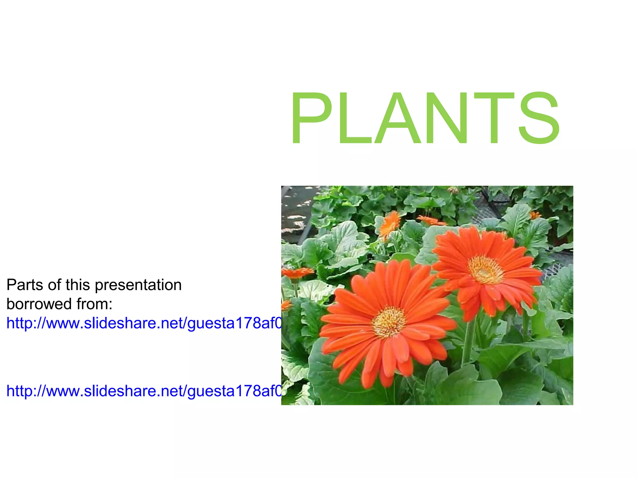 Plants powerpoint | PPT