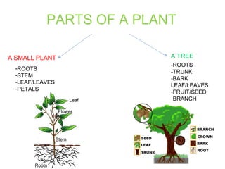 Plants powerpoint | PPT