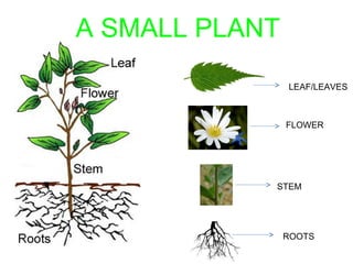 Plants powerpoint | PPT