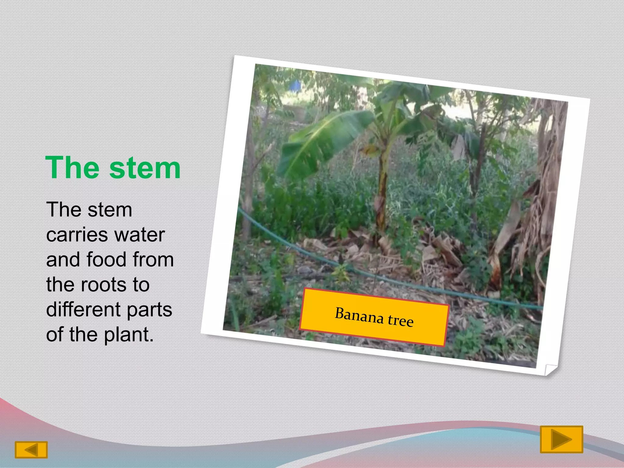 Plants powerpoint | PPT