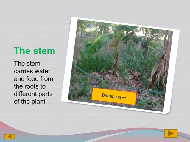 Plants powerpoint | PPTX