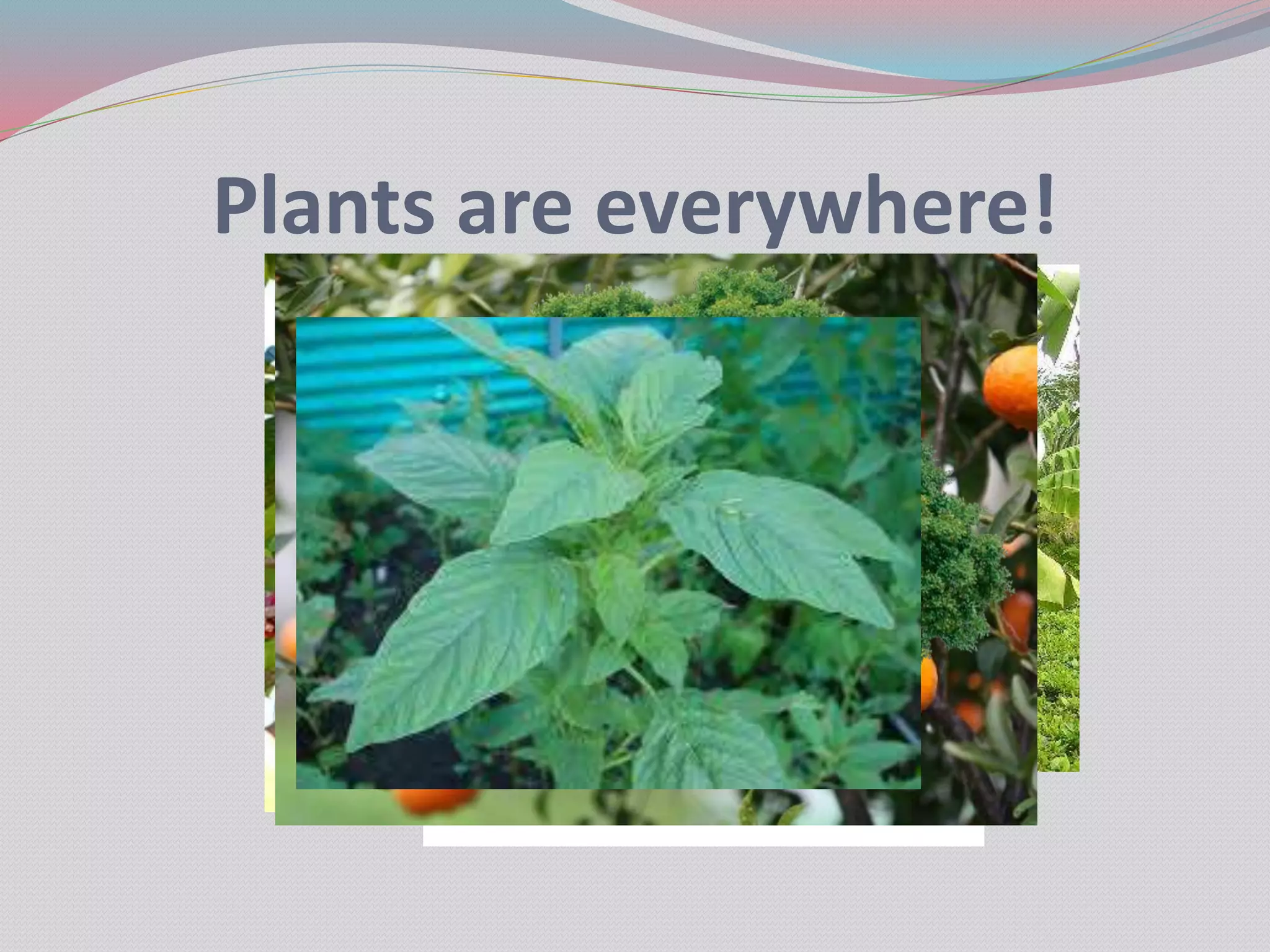 Plants powerpoint | PPT