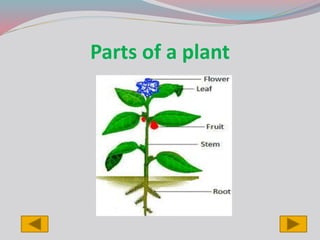 Plants powerpoint | PPT