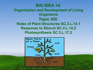 Organisms Of Plants