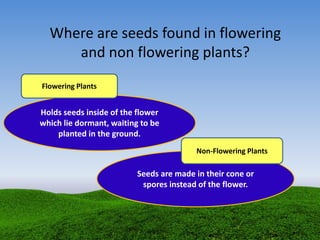 Plants powerpoint | PPT