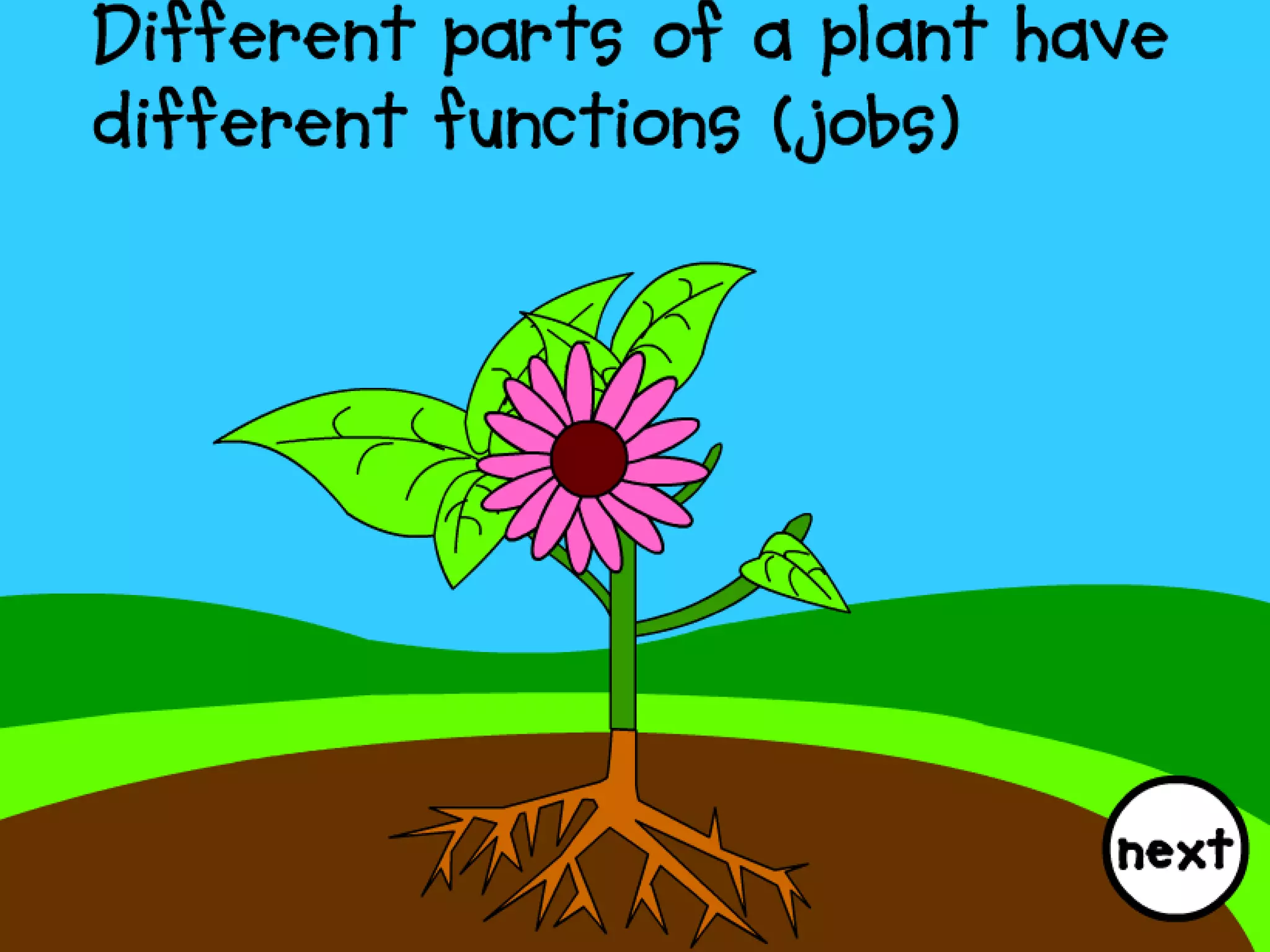 Plants powerpoint and interactive activities | PPT