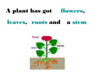 Plants powerpoint and interactive activities | PPT