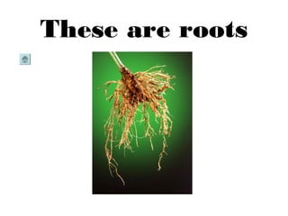 Plants powerpoint and interactive activities | PPT