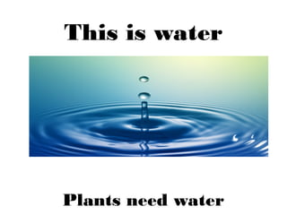 Plants powerpoint and interactive activities | PPT