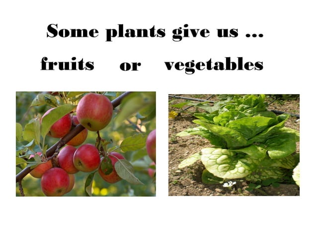 Plants powerpoint and interactive activities