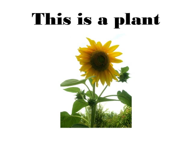 Plants powerpoint and interactive activities