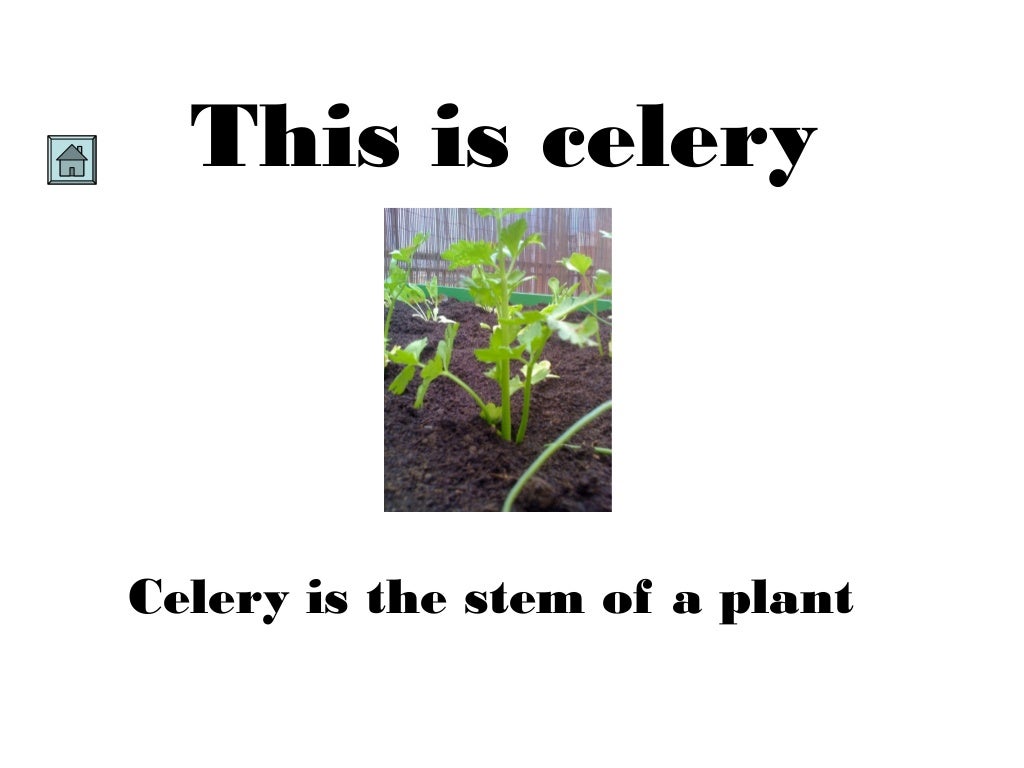 Plants Powerpoint And Interactive Activities