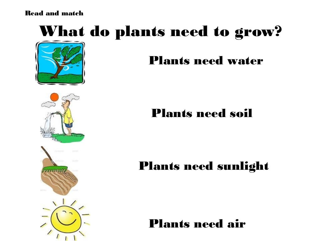 Plants Powerpoint And Interactive Activities