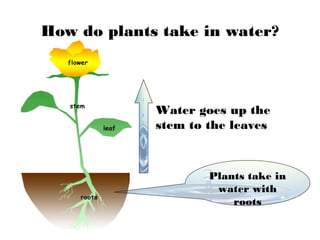 Plants powerpoint and interactive activities | PPT