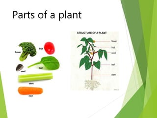 Plants powerpoint lesson | PPTX