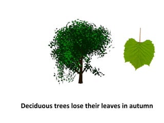 Plants ppt | PPT