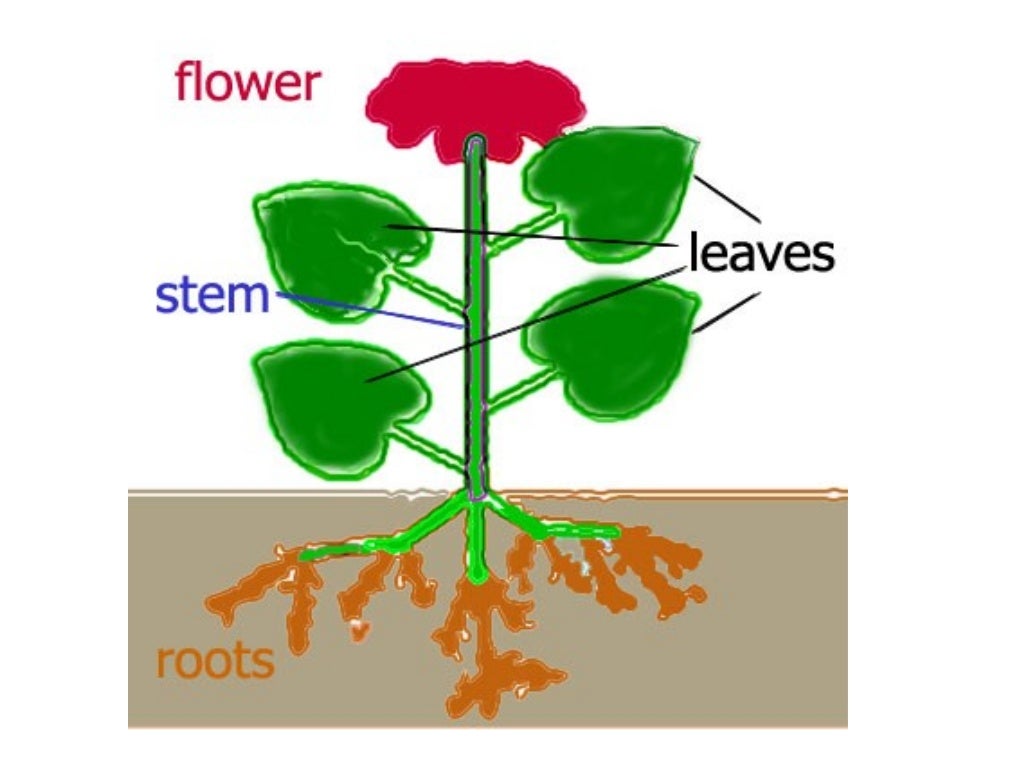 Plants Ppt plants-ppt