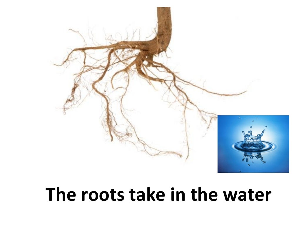 Plants Ppt plants-ppt
