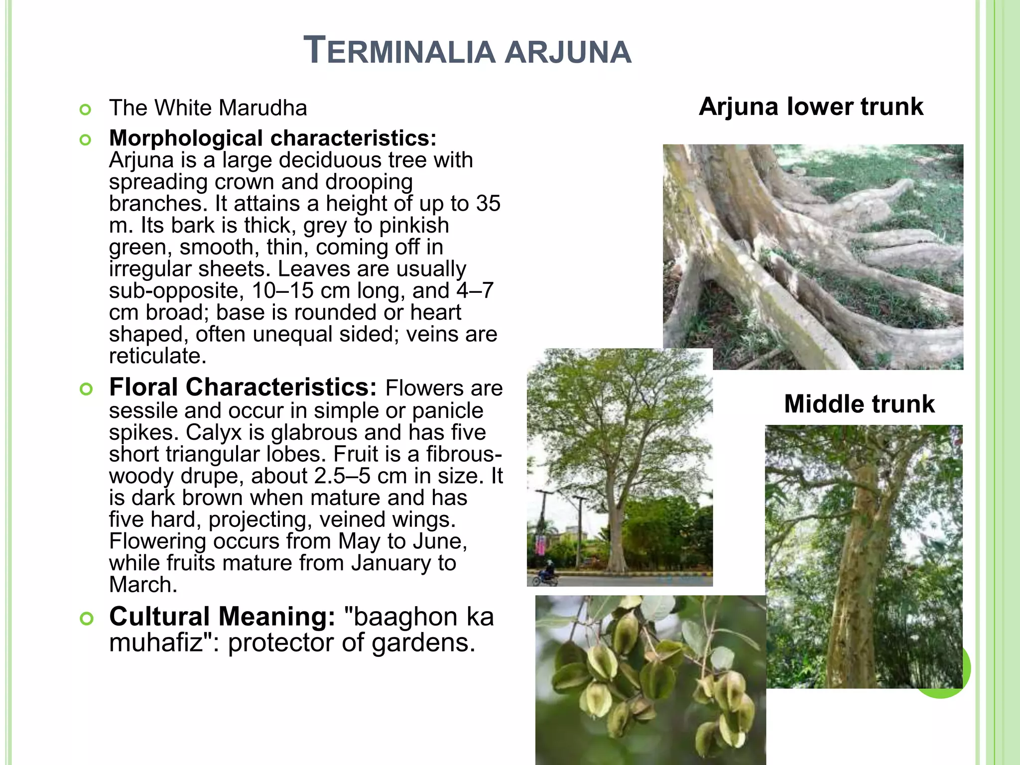 Plants,Tress,Shrubs and Flowers of Pakistan | PPTX