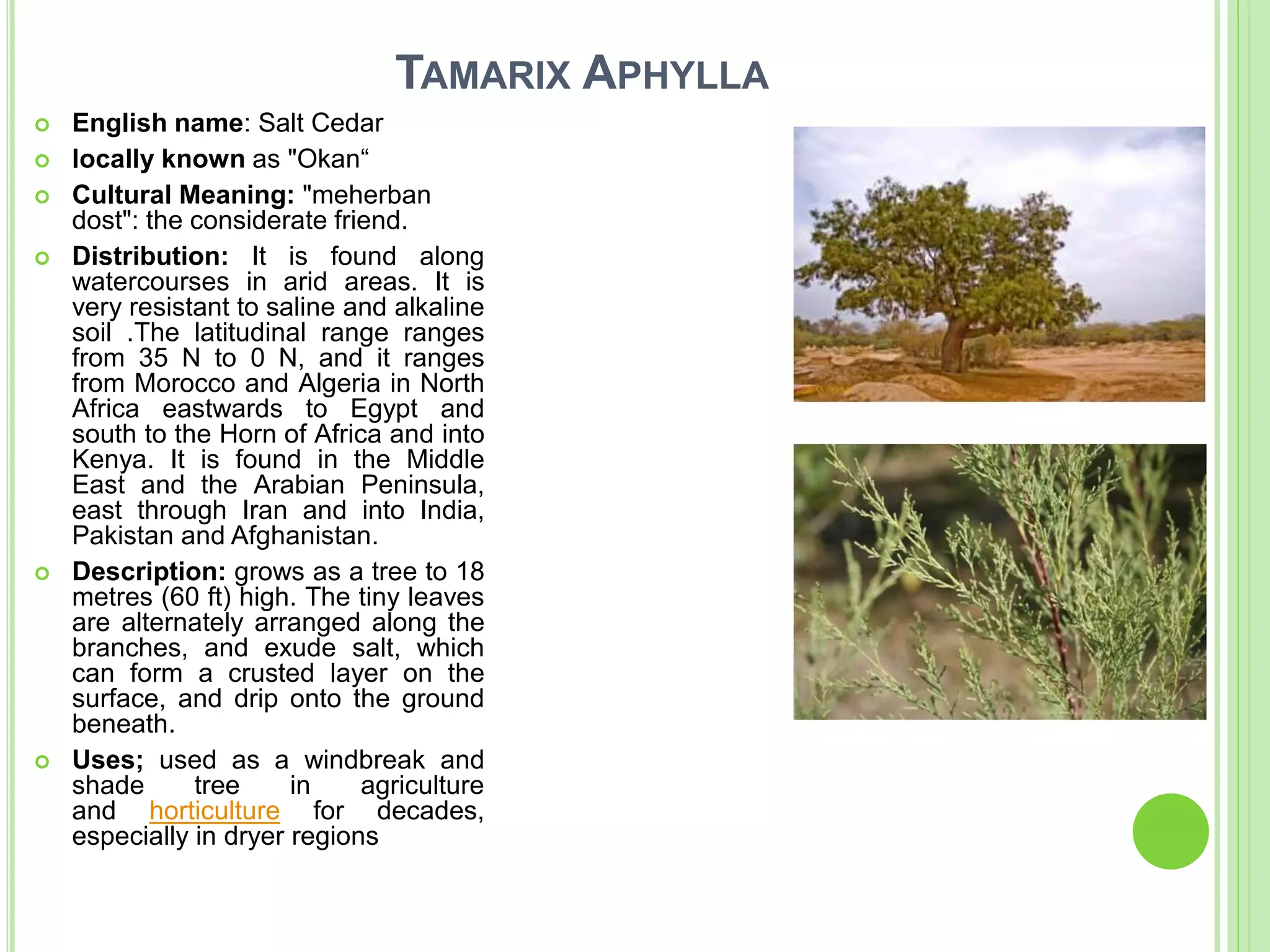 Plants,Tress,Shrubs and Flowers of Pakistan | PPTX