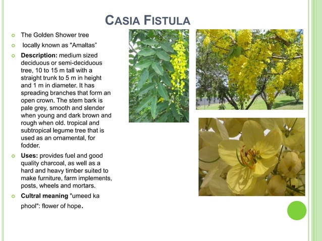 Plants,Tress,Shrubs and Flowers of Pakistan | PPTX | Gardening | Home ...