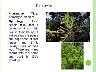 Plants,Tress,Shrubs and Flowers of Pakistan | PPTX | Gardening | Home ...