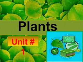 Plants | PPT