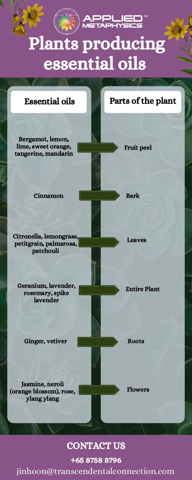 Plant Producing Essential Oils | Applied Metaphysics Singapore | PDF