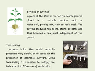 Plants propagation: Agronomy students | PPTX