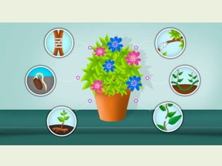 Plants propagation: Agronomy students | PPTX