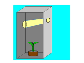 Plants respond | PPTX