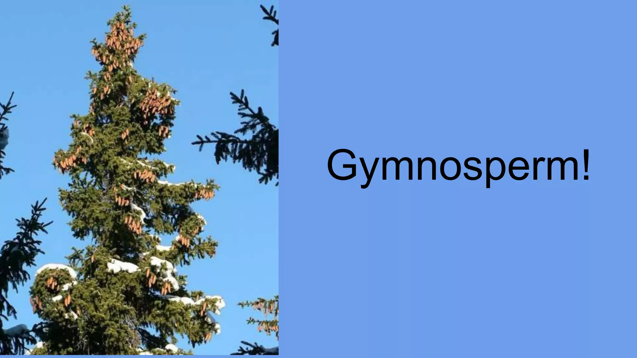 Plants review 3rd grade | PPTX