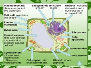 PLANTS COMPONENTS AND STRUCTURES IN BIOLOGY | PPT