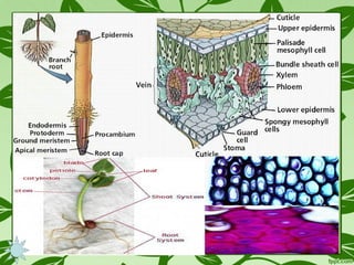 PLANTS COMPONENTS AND STRUCTURES IN BIOLOGY | PPT