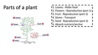 Plants structure | PPTX | Gardening | Home & Garden