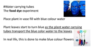 Plants structure | PPTX | Gardening | Home & Garden