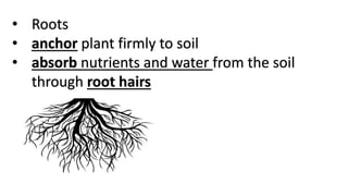 Plants structure | PPTX | Gardening | Home & Garden