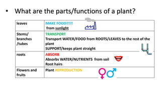 Plants structure | PPTX | Gardening | Home & Garden