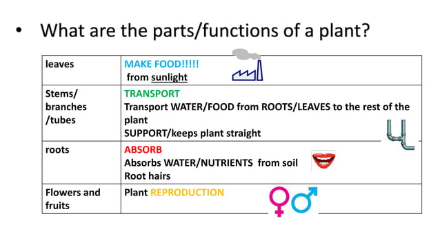 Plants structure | PPTX | Gardening | Home & Garden