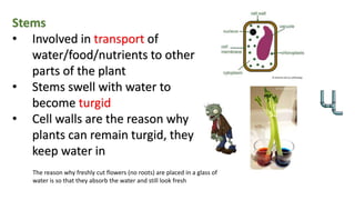 Plants structure | PPTX | Gardening | Home & Garden