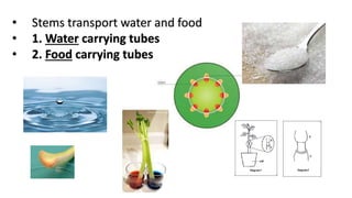 Plants structure | PPTX | Gardening | Home & Garden