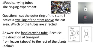Plants structure | PPTX | Gardening | Home & Garden